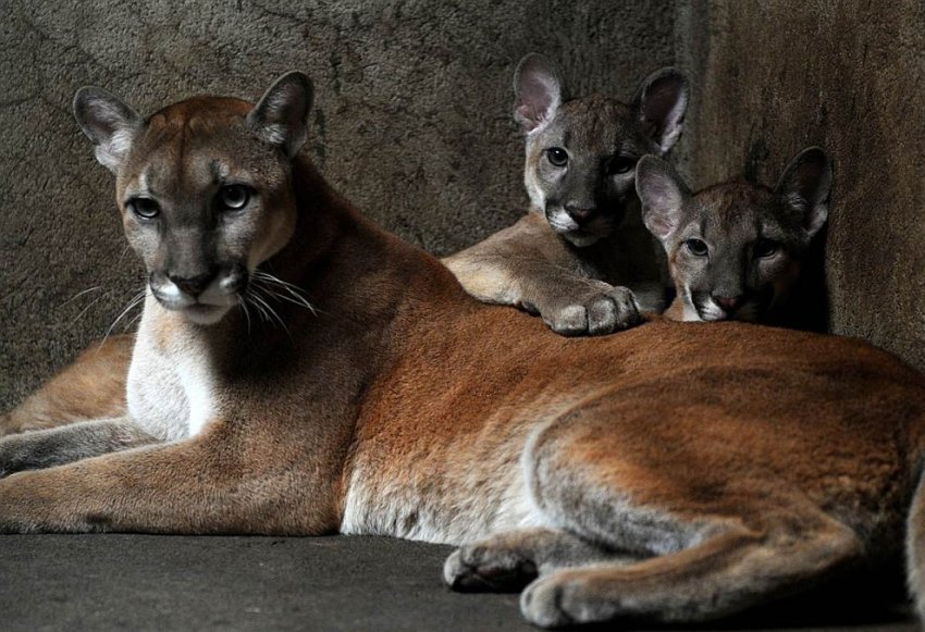 IL PUMA O COGUARO O LEONE DI MONTAGNA [CURIOSITÀ, FOTO E VIDEO]