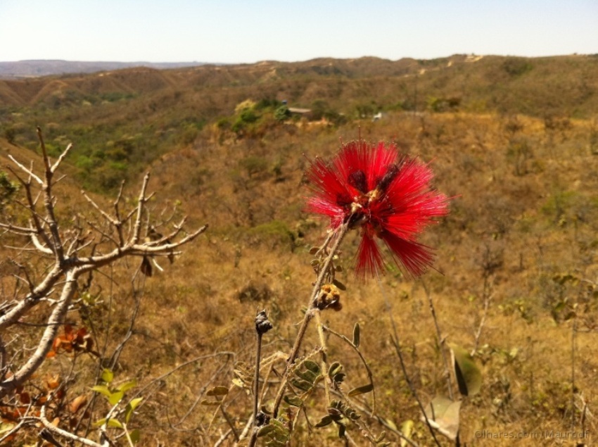 BRASILE: IL CERRADO, UNA GRANDE SAVANA PIENA DI FLORA E FAUNA