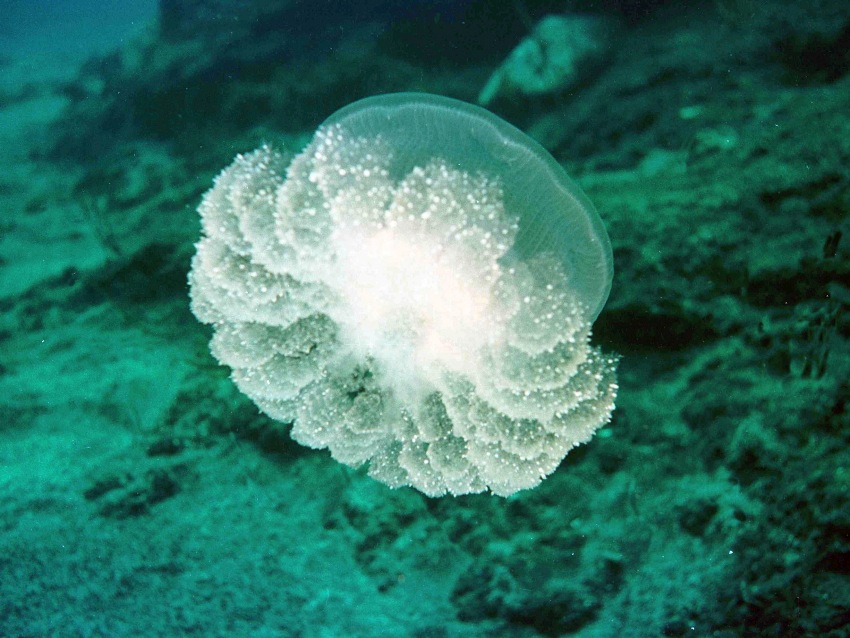 LE MEDUSE, JELLYFISH [CURIOSITÀ, CONSIGLI UTILI, FOTO E VIDEO]