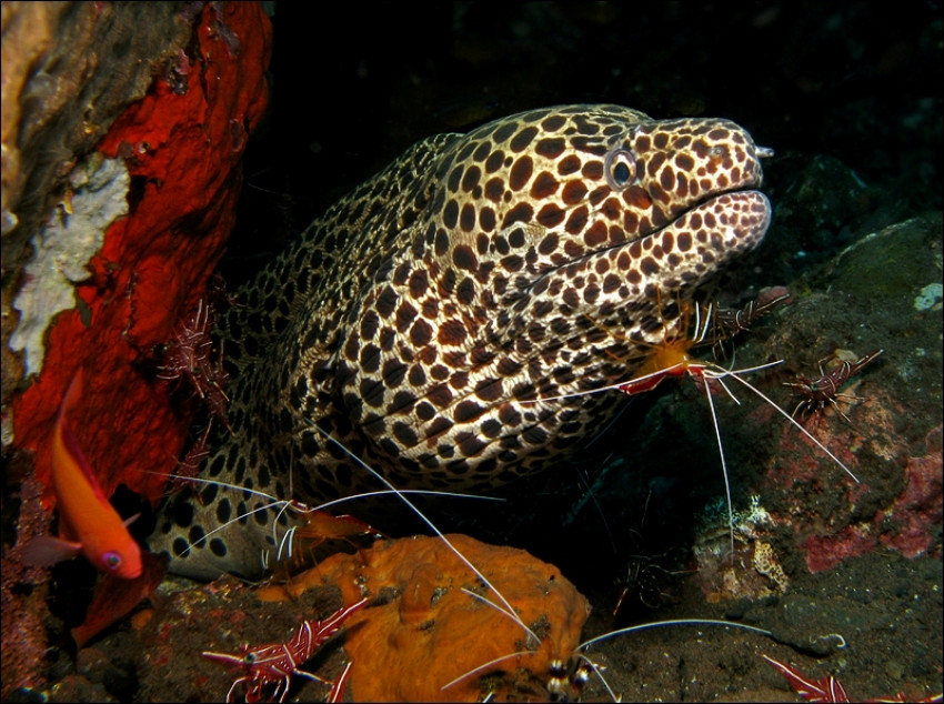 LA MURENA [SCHEDA E FOTO]