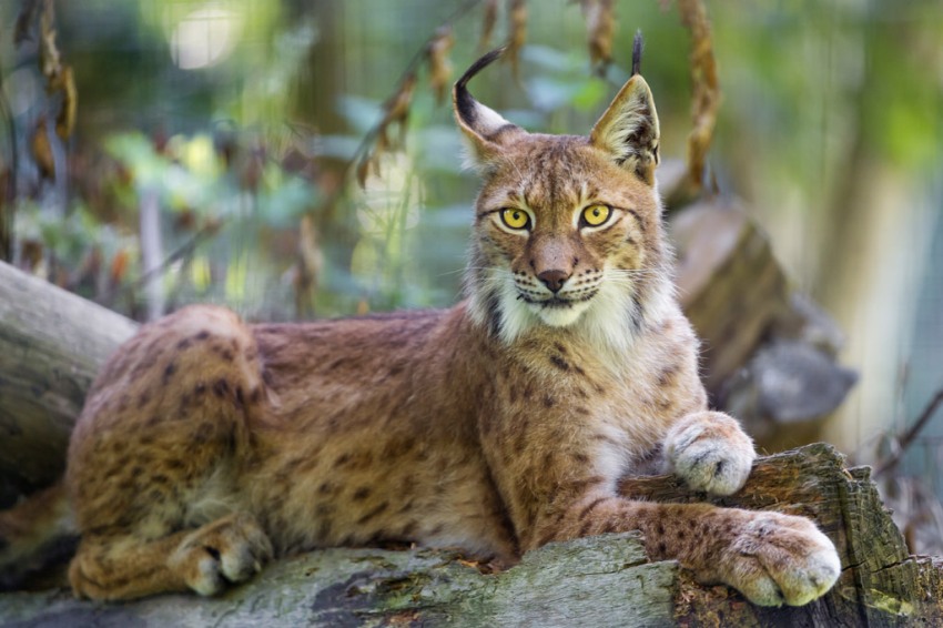 LA LINCE EUROPEA O LINCE EURASIATICA [SCHEDA E FOTO]