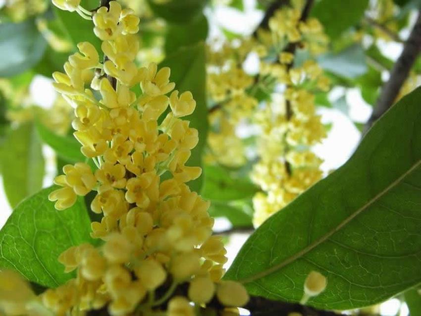 OSMANTO ODOROSO, OSMANTHUS FRAGRANS: CARATTERISTICHE E SCHEDA [FOTO]