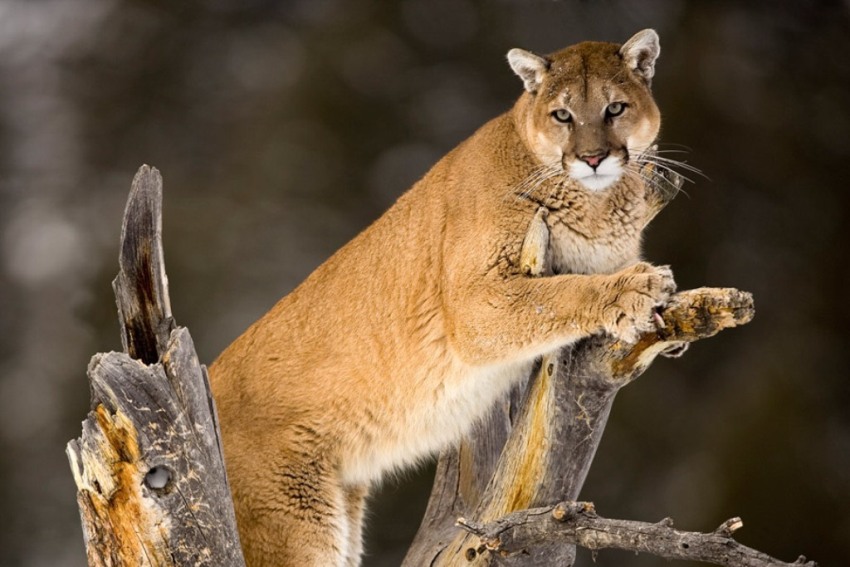 IL PUMA O COGUARO O LEONE DI MONTAGNA [CURIOSITÀ, FOTO E VIDEO]
