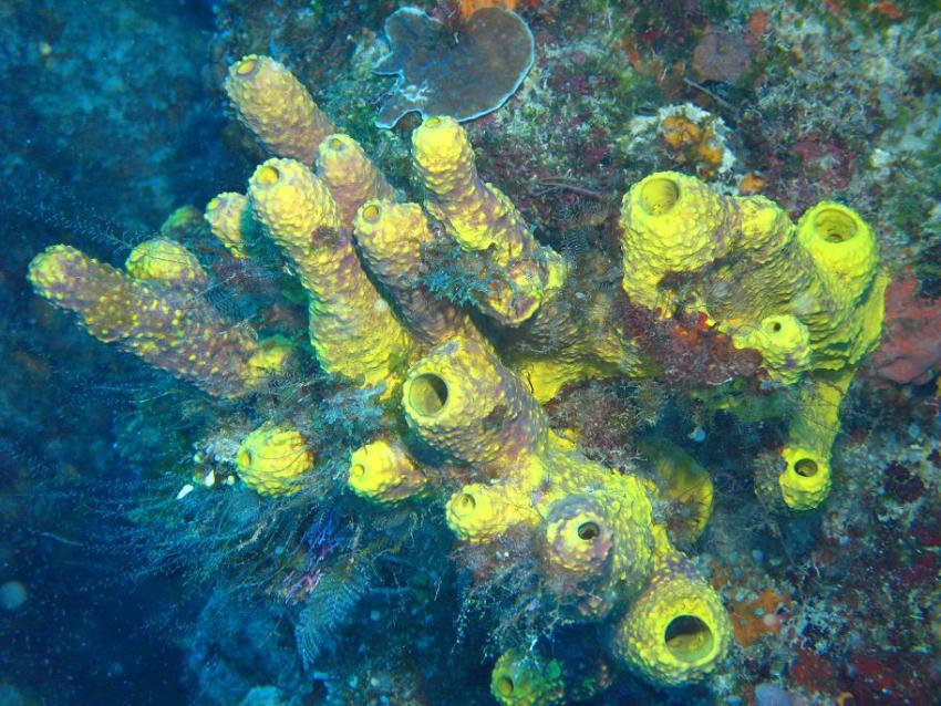 I PORIFERI O SPUGNE DI MARE, FOTO, VIDEO, INFO E CURIOSITÀ