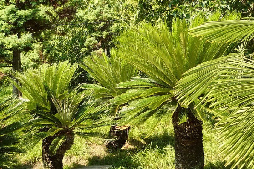 PIANTE: LA CYCAS REVOLUTA, UN FOSSILE VIVENTE [CONSIGLI UTILI]