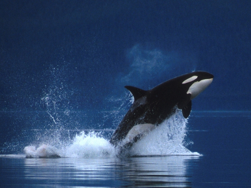L'ORCA O BALENA ASSASSINA CARATTERISTICHE E CURIOSITÀ (FOTO BELLISSIME)