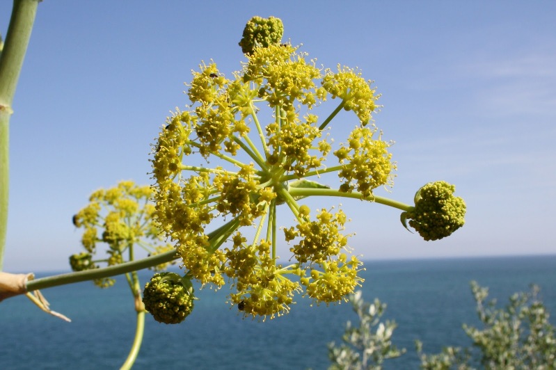 La Ferula communis: Finocchiaccio o Ferla