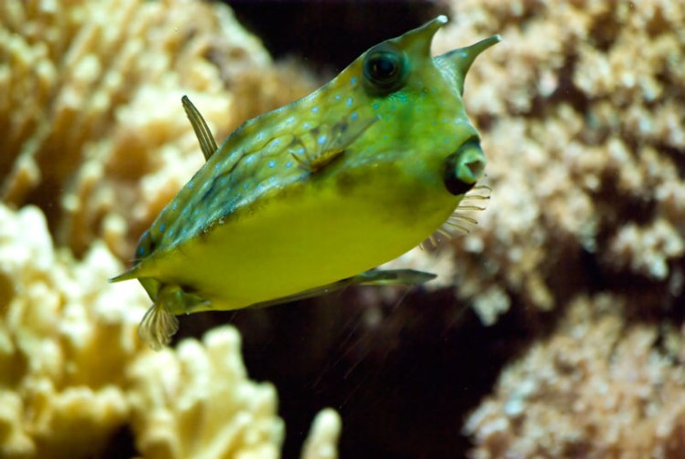 IL PESCE SCATOLA CORNUTO O LACTORIA CORNUTA