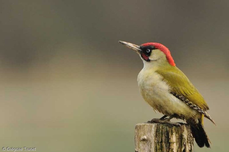IL PICCHIO [CURIOSITÀ, FOTO E VIDEO]