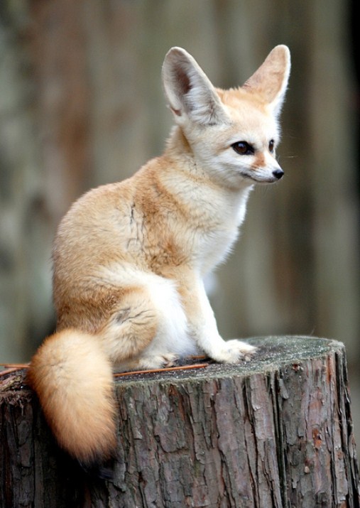 Il fennec: la piccola volpe del deserto