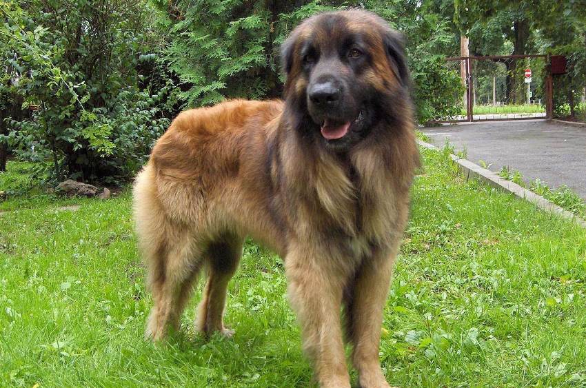 IL LEONBERGER, CANE DI TAGLIA GRANDE: CARATTERISTICHE E QUALITÁ (FOTO)