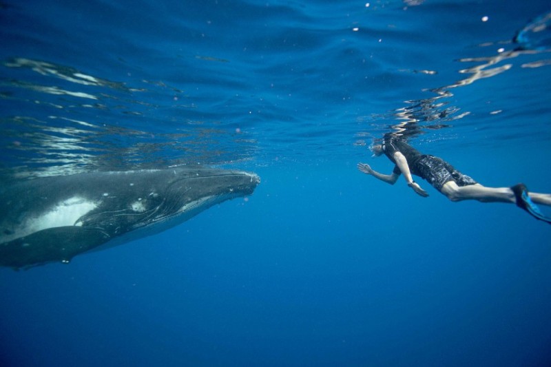 LE BALENE: FOTO, VIDEO, INFO E CURIOSITÀ