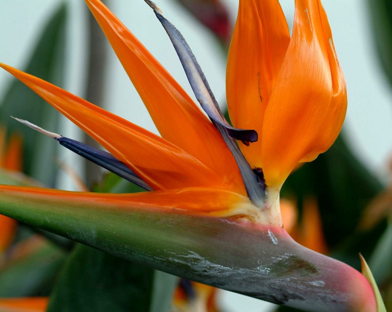 LA STERLIZIA O STRELITZIA