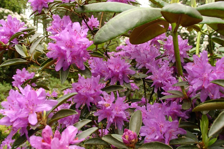 IL RODODENDRO: CONSIGLI, POTATURA, CURA E COLTIVAZIONE