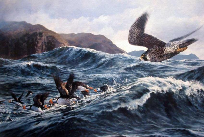 UCCELLI: PULCINELLA DI MARE O FRATERCULA [CARATTERISTICHE CURIOSITÀ E FOTO]