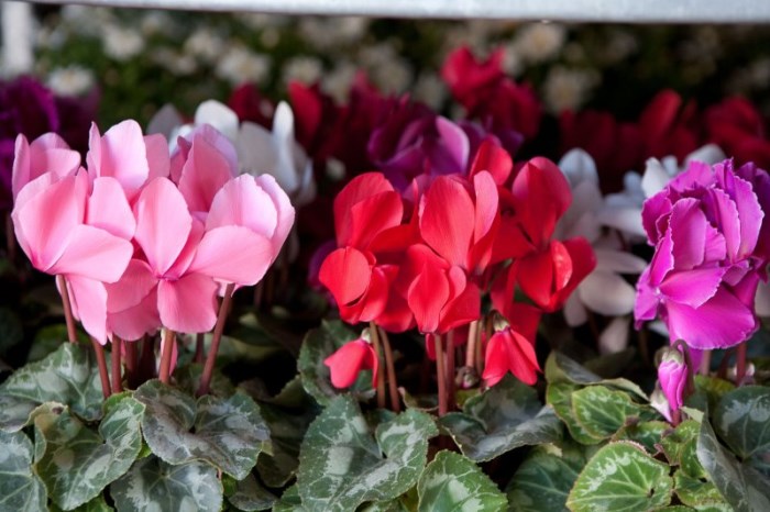 IL CICLAMINO - CYCLAMEN