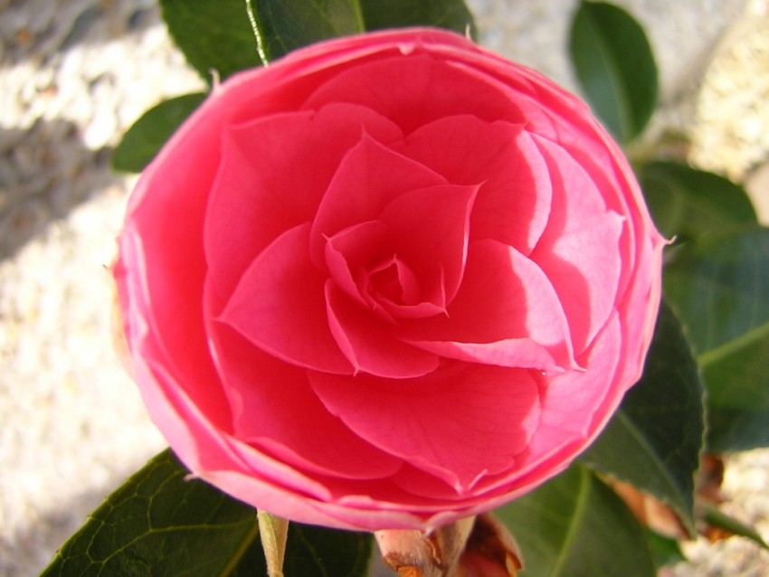 LA CAMELIA, IL FIORE DEGLI INNAMORATI [SIGNIFICATO]