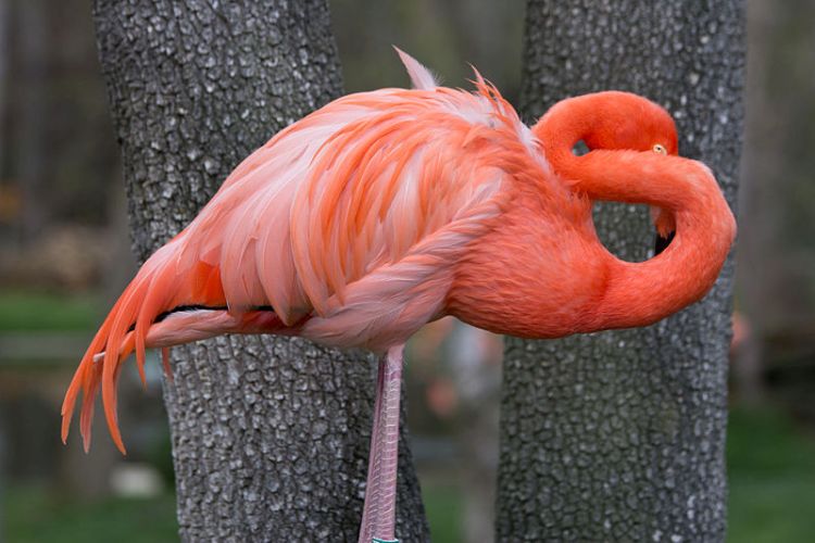 IL FENICOTTERO, PHOENICOPTERUS [CURIOSITÀ, FOTO E VIDEO]