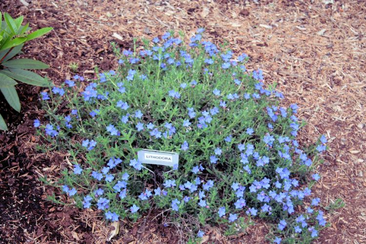 LA LITHODORA: PIANTA DA GIARDINO CHE ARRIVA DAL NORD