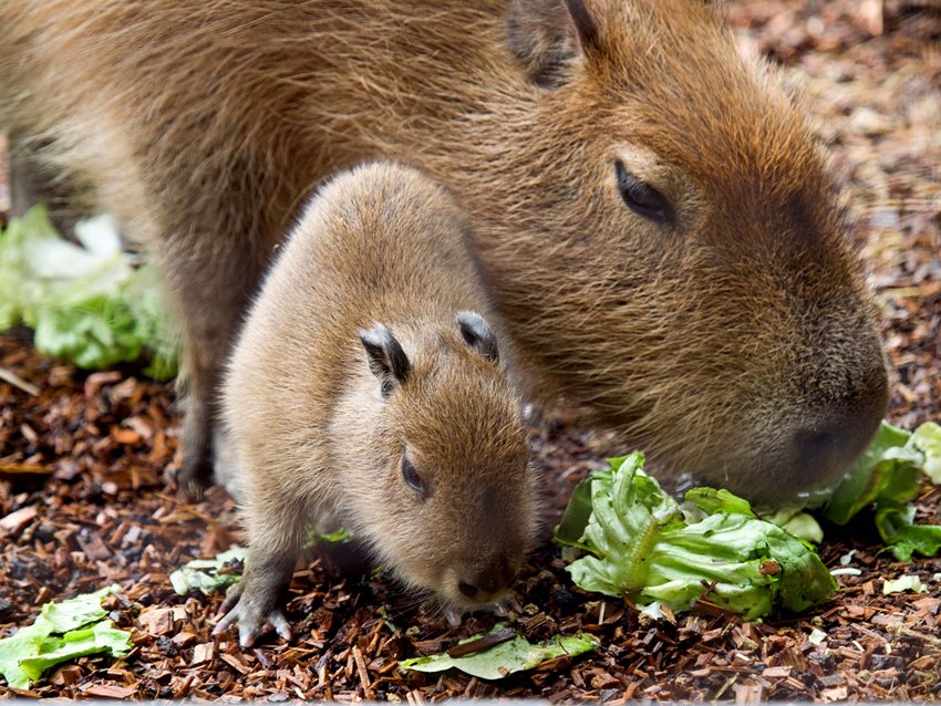 IL CAPIBARA, IL RODITORE PIÙ GRANDE DEL MONDO