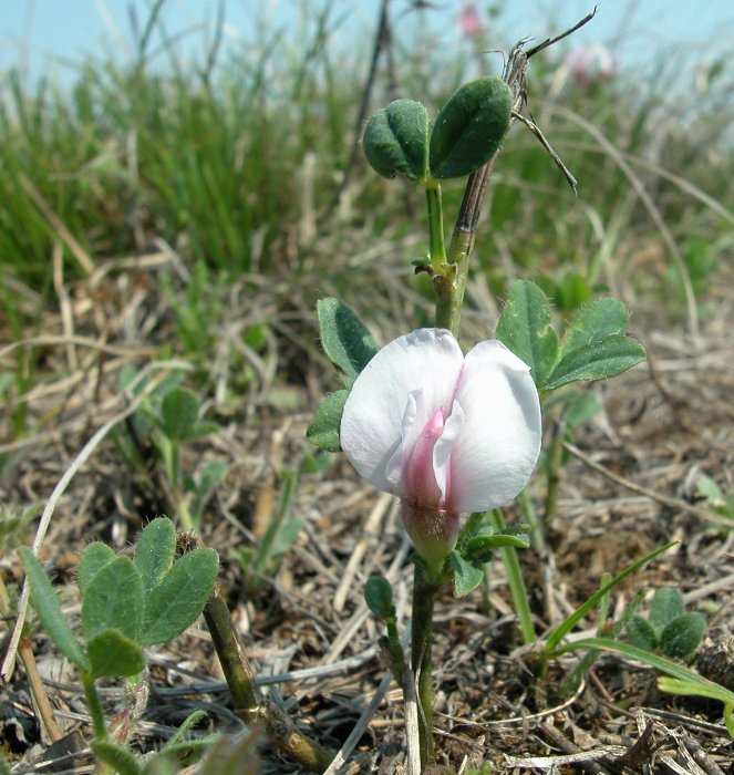 Cytisus purpureus: Il citiso purpureo