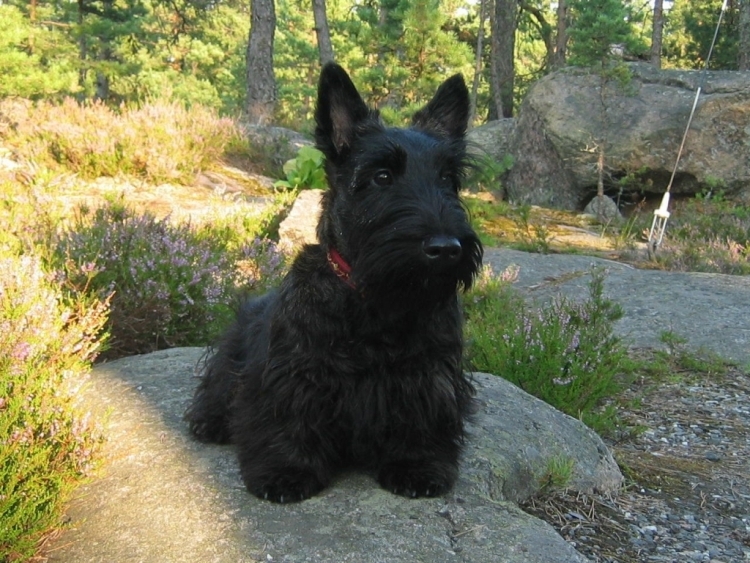 LO SCOTTISH TERRIER, CANE TAGLIA MEDIA: CARATTERISTICHE E QUALITÀ (FOTO)