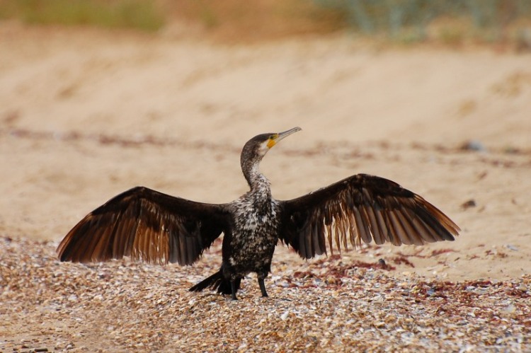 I CORMORANI E LA PESCA