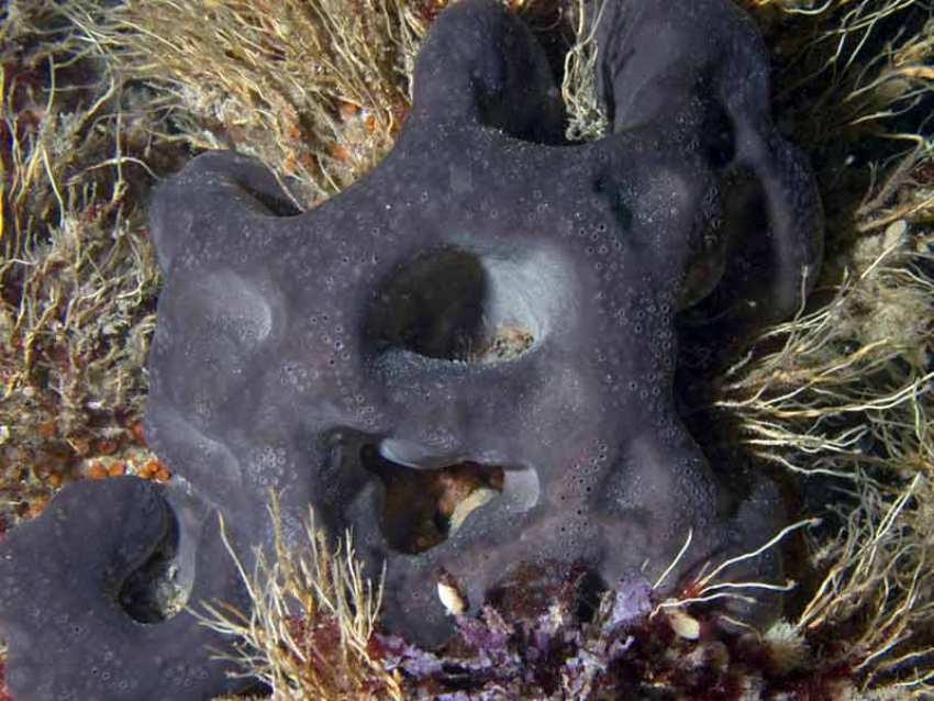 I PORIFERI O SPUGNE DI MARE, FOTO, VIDEO, INFO E CURIOSITÀ