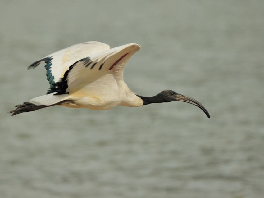 UCCELLI: L'IBIS SACRO D'EGITTO