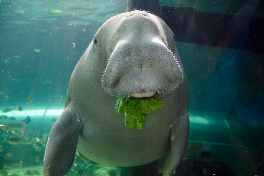 IL DUGONGO UN ANIMALE ACQUATICO A RISCHIO D'ESTINZIONE
