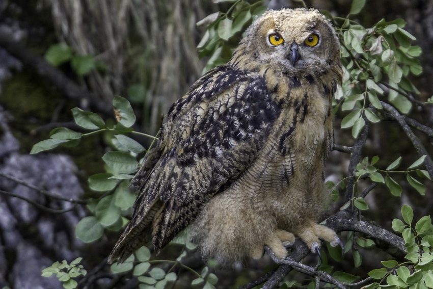 IL GUFO REALE O BUBO BUBO