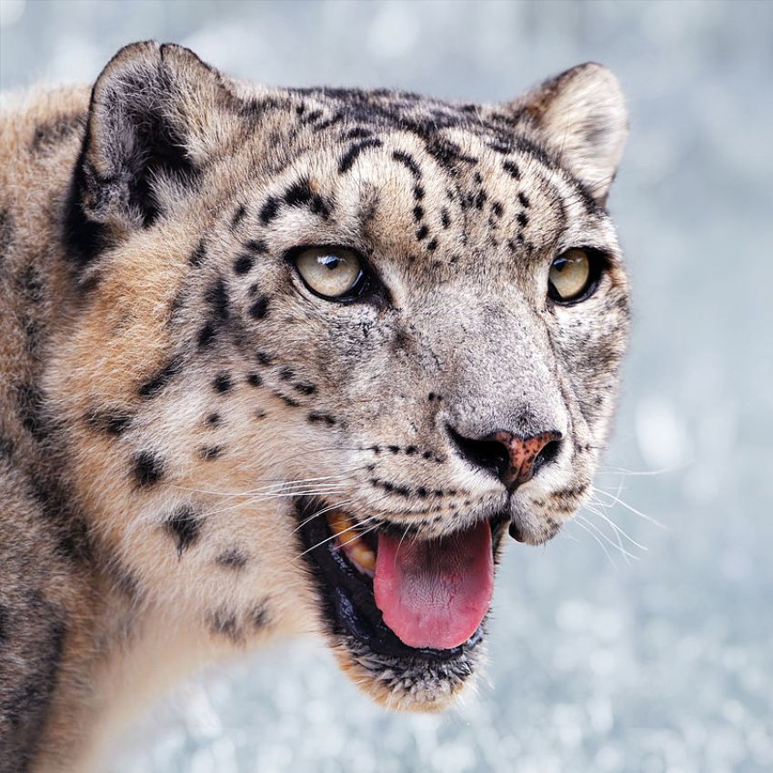 IL LEOPARDO DELLE NEVI, UN GRANDE FELINO DA PROTEGGERE
