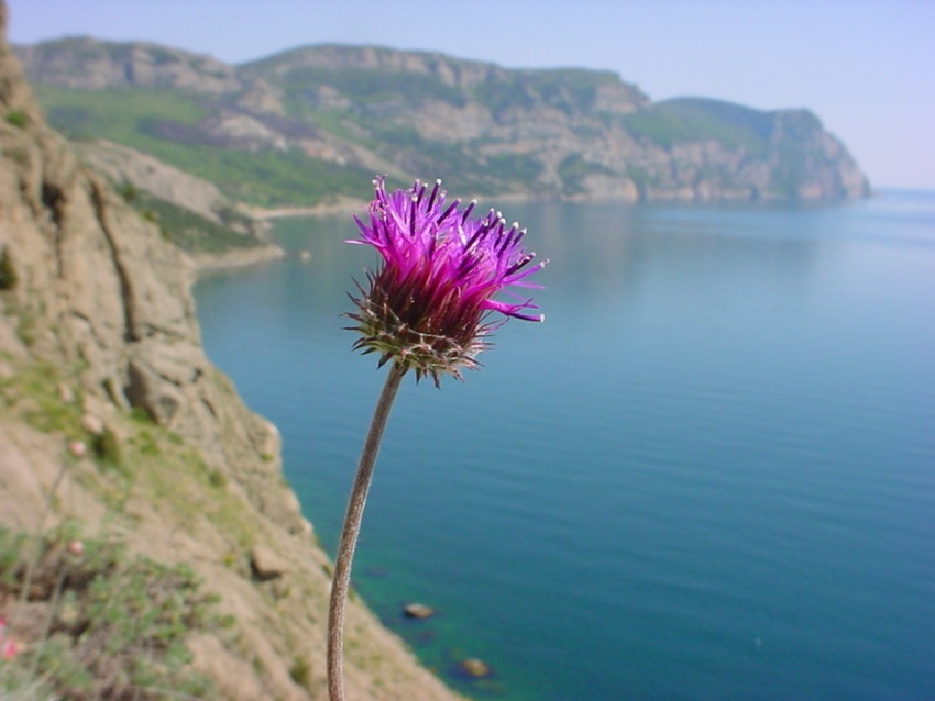 IL CARDO O CARDUUS [CONSIGLI, USI E CURE]