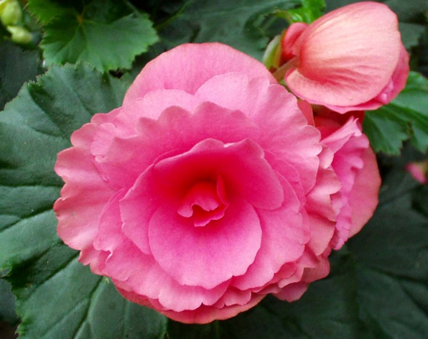 LA BEGONIA, CONSIGLI UTILI SU COME PRENDERSENE CURA