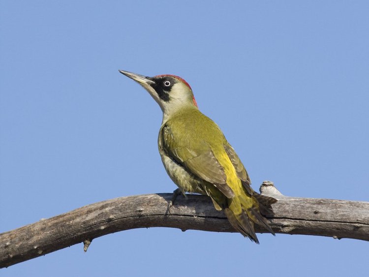 IL PICCHIO [CURIOSITÀ, FOTO E VIDEO]
