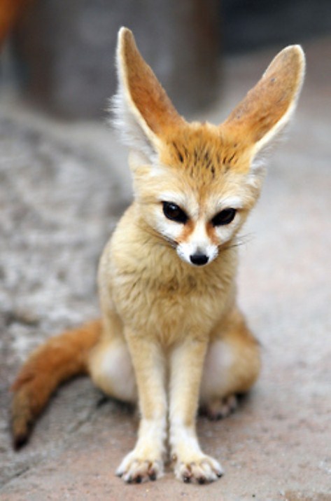 Il fennec: la piccola volpe del deserto