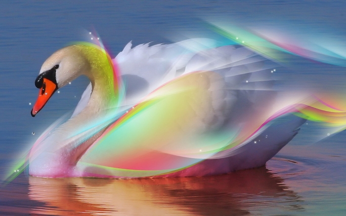 Cygnus: Il cigno angelico, esuberante e maestoso