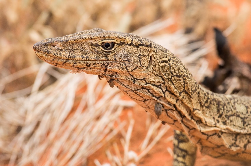 IL VARANO GIGANTE, IL PIÙ GRANDE DELL'AUSTRALIA