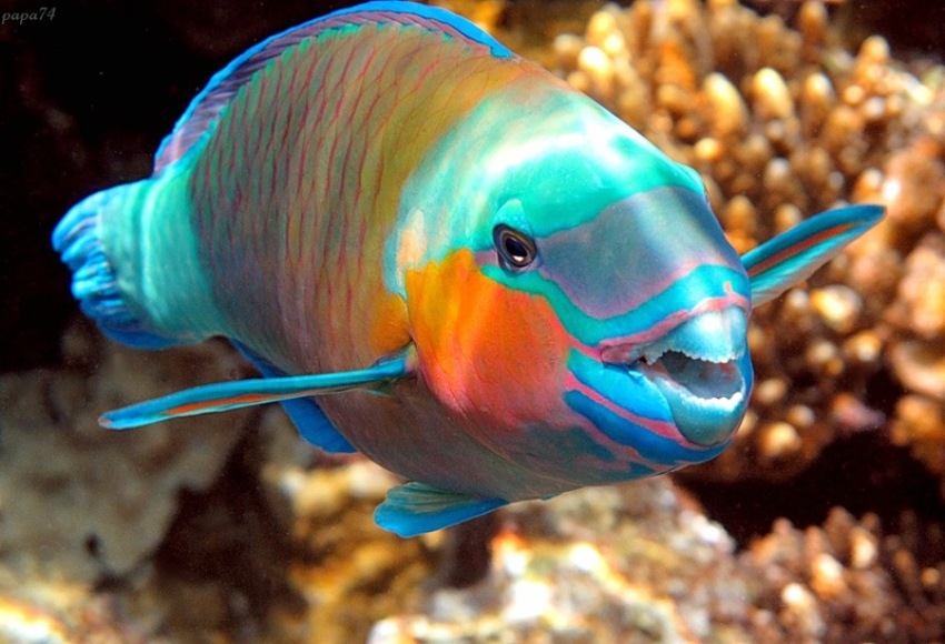 I PESCI PAPPAGALLO O SCARIDI, IL SALVA BARRIERE CORALLINE