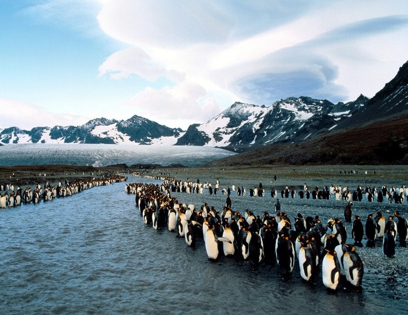 I pinguini o sfeniscidi, gli animali che girano in frac (foto video ...