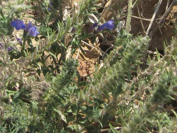 L'ECHIUM VULGARE O VIPERINA AZZURRA - ERBA VIPERINA, PIANTA CURATIVA (FOTO)