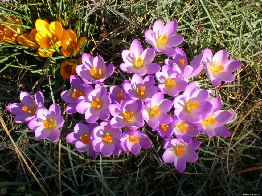 CROCUS, IL FIORE A FORMA DI COPPA