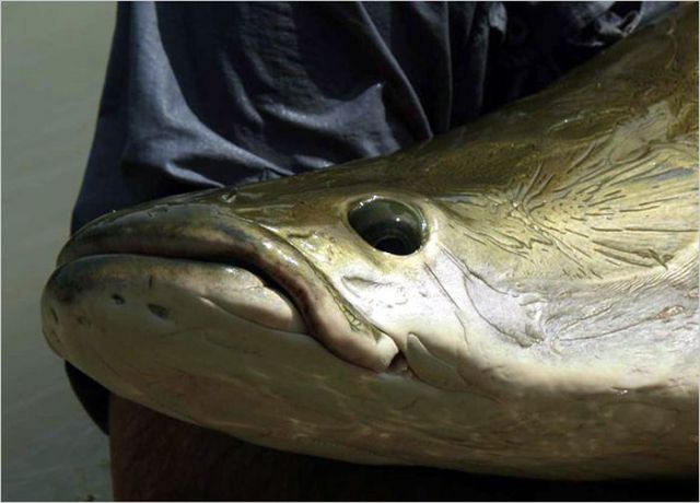 LAGHI E FIUMI: ECCO QUALI SONO I MOSTRI CHE LI ABITANO, DAL LUCCIO ALLE ...