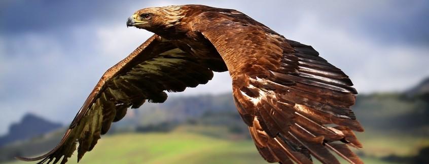 SOGNARE UN AQUILA: COSA SIGNIFICA, CABALA E I NUMERI DA GIOCARE