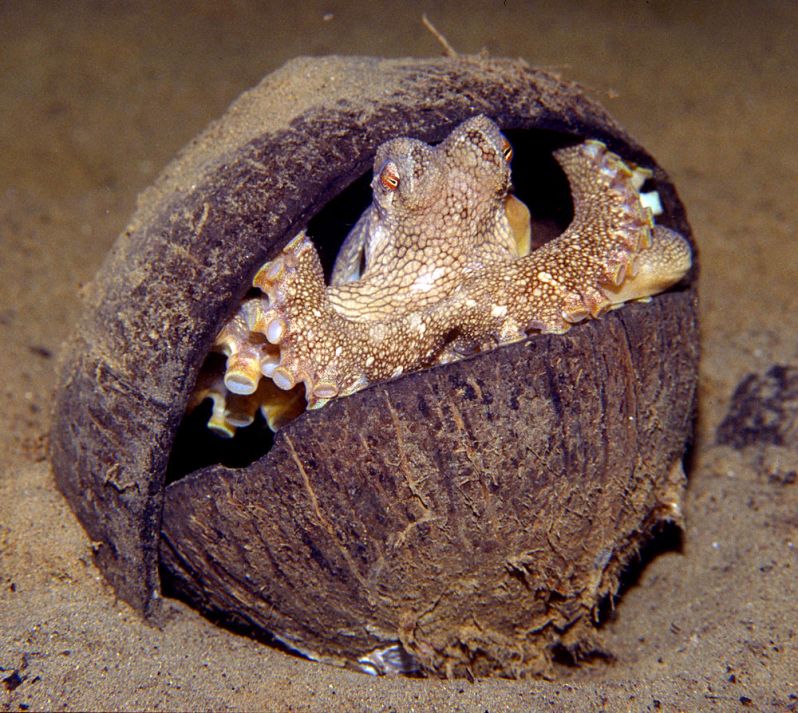 IL POLPO: OCTOPUS O PIOVRA [CURIOSITÀ, FOTO E VIDEO]