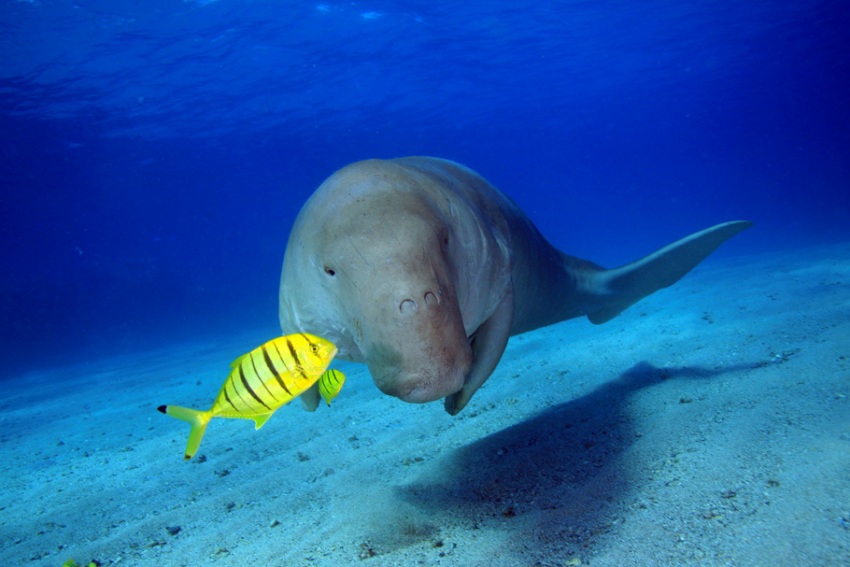IL DUGONGO UN ANIMALE ACQUATICO A RISCHIO D'ESTINZIONE