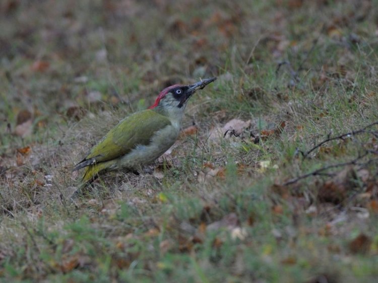 IL PICCHIO [CURIOSITÀ, FOTO E VIDEO]