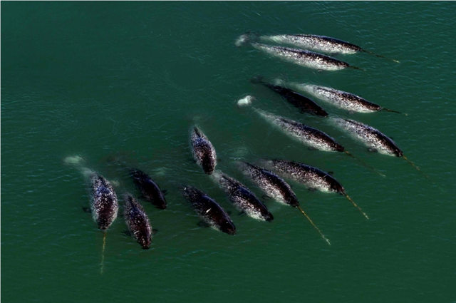 LE BALENE: FOTO, VIDEO, INFO E CURIOSITÀ