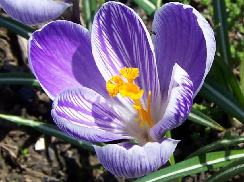 CROCUS, IL FIORE A FORMA DI COPPA