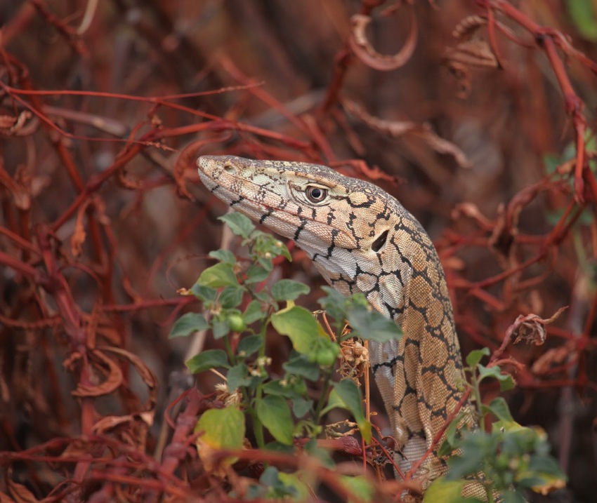 IL VARANO GIGANTE, IL PIÙ GRANDE DELL'AUSTRALIA